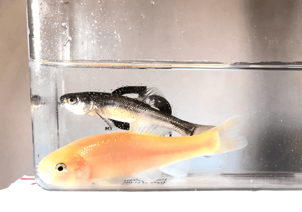 How to Breed Fathead Minnows - Smith Creek Fish Farm