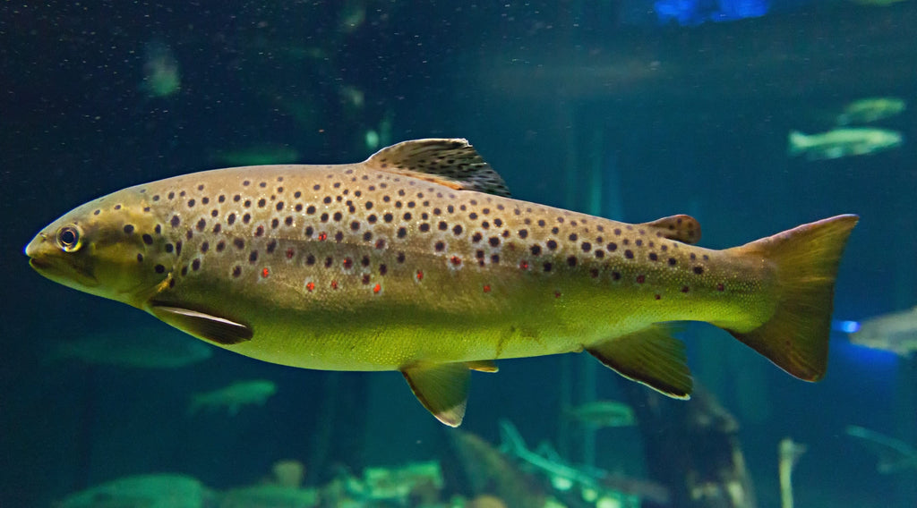 Weekly Availability - Pond Stocking Fish